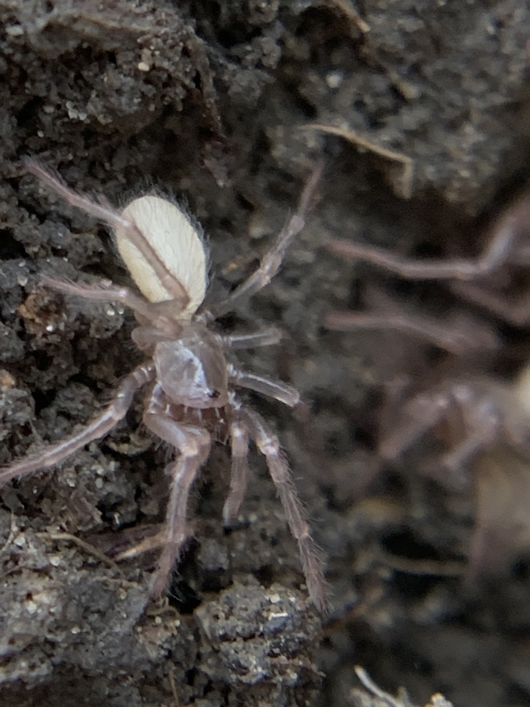 False Tarantula in September 2022 by Dani Christensen. Spiderlings ...