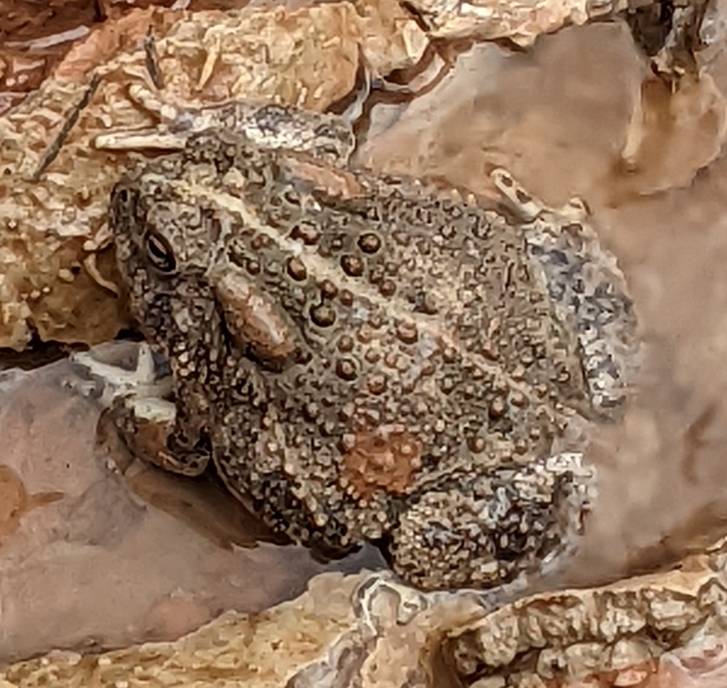 Woodhouse's Toad from Moab, UT 84532, USA on September 14, 2022 at 10: ...