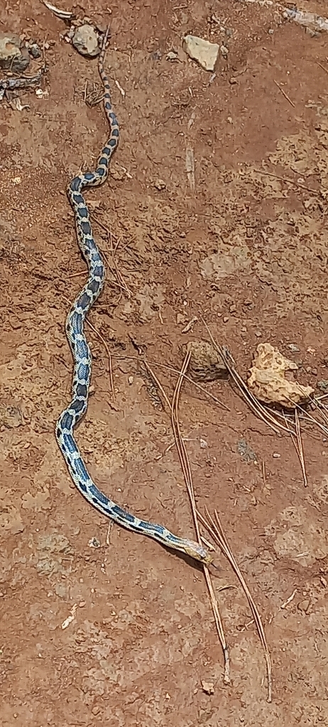 Mexican Bull Snake from 33431 Chih., México on September 19, 2022 at 01 ...