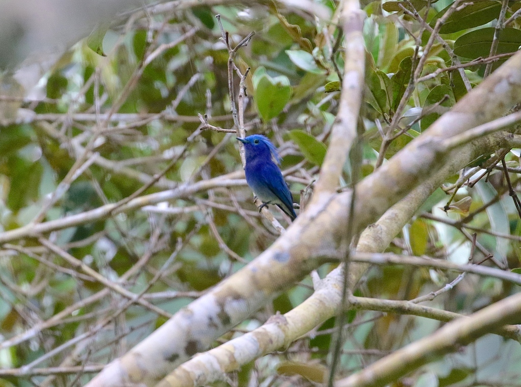 Celestial Monarch in March 2016 by abcdefgewing. Endemic species. In ...
