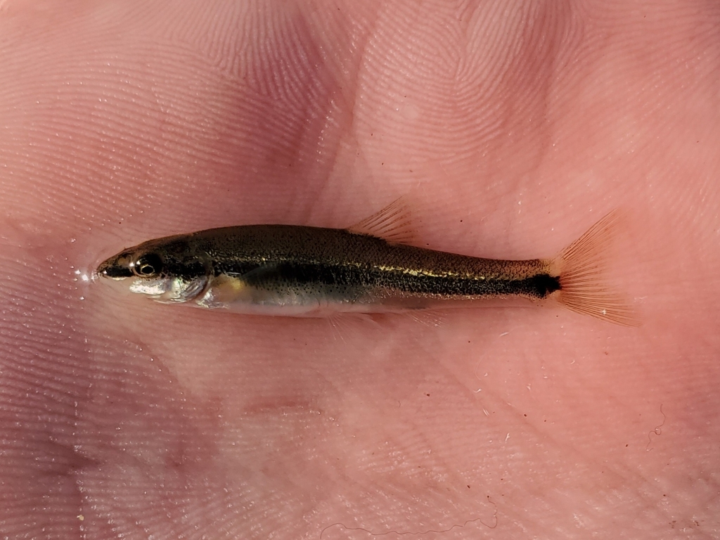 Longnose Dace From Greendale Chilliwack Bc Canada On September 19