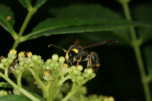 Subspecies Eumenes labiatus flavoniger · iNaturalist