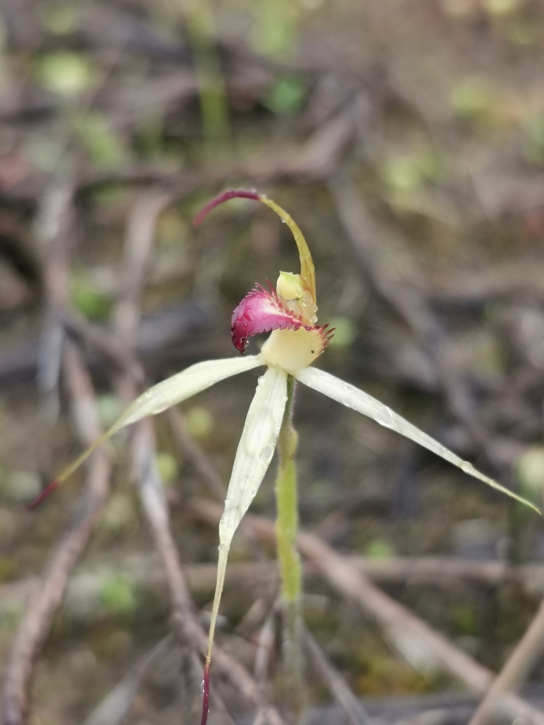 Caladenia stellata from Monarto South SA 5254, Australia on September ...