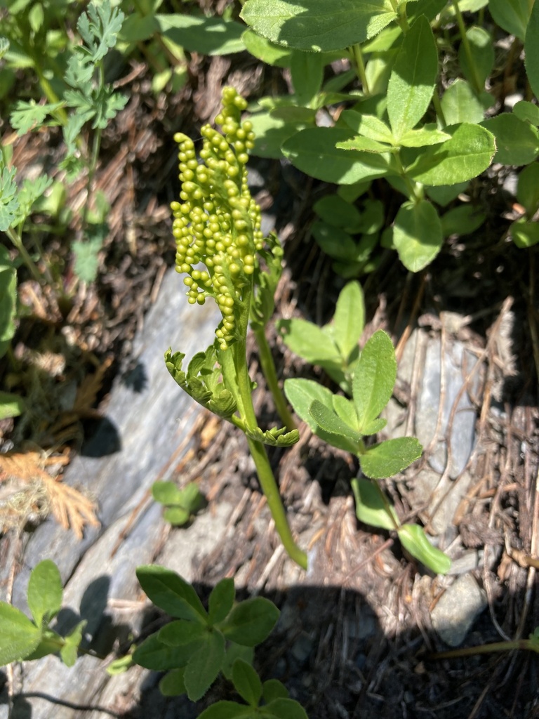 lanceleaf moonwort from Olympic National Park, Forks, WA, US on August ...