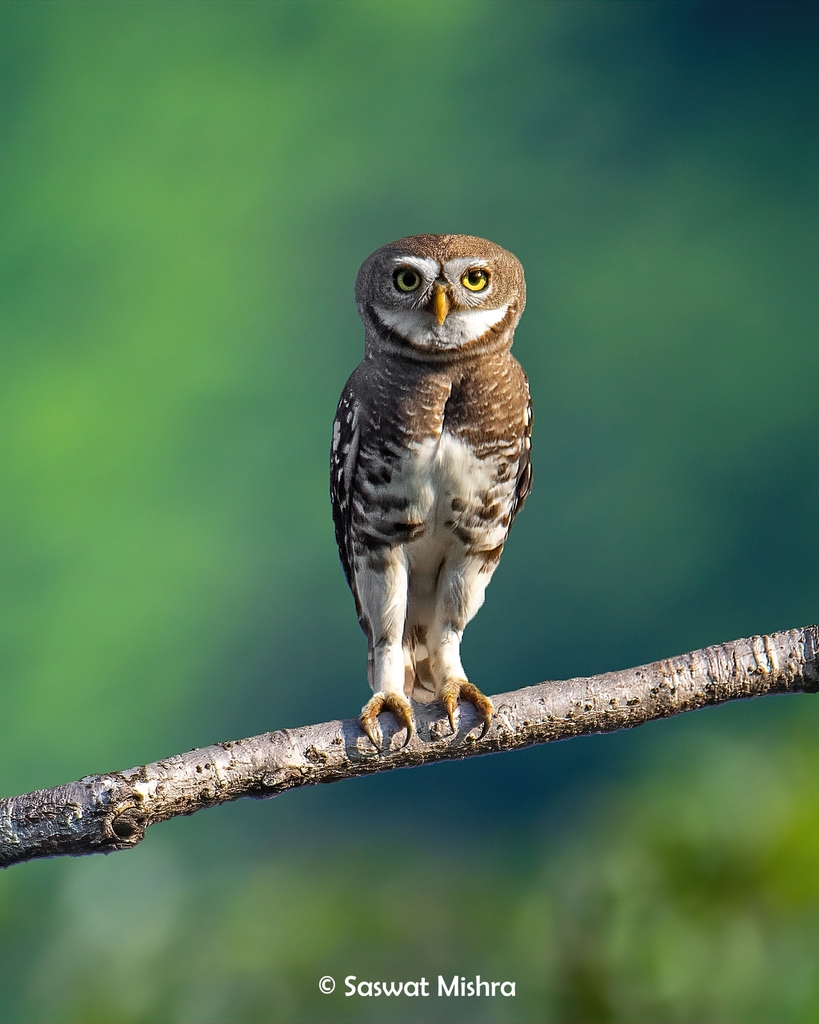Forest Owlet in September 2022 by Saswat Mishra · iNaturalist