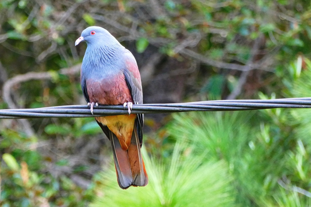 New Caledonian Imperial-Pigeon in July 2017 by benoit_henry. Le notou ... New Caledonian Imperial-Pigeon in July 2017 by benoit_henry. Le notou ...