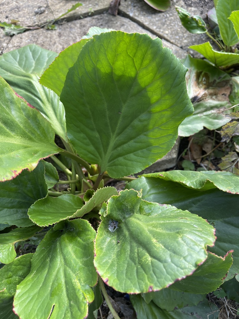 Elephant's-ears from River Taff, Cardiff, Wales, GB on September 20 ...