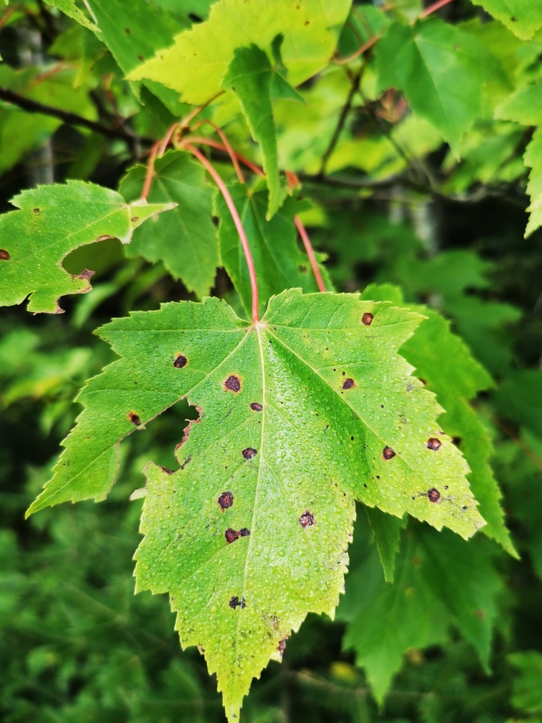 Tar Spot Fungi from Val-Doucet, NB E8R 1Z9, Canada on September 20 ...
