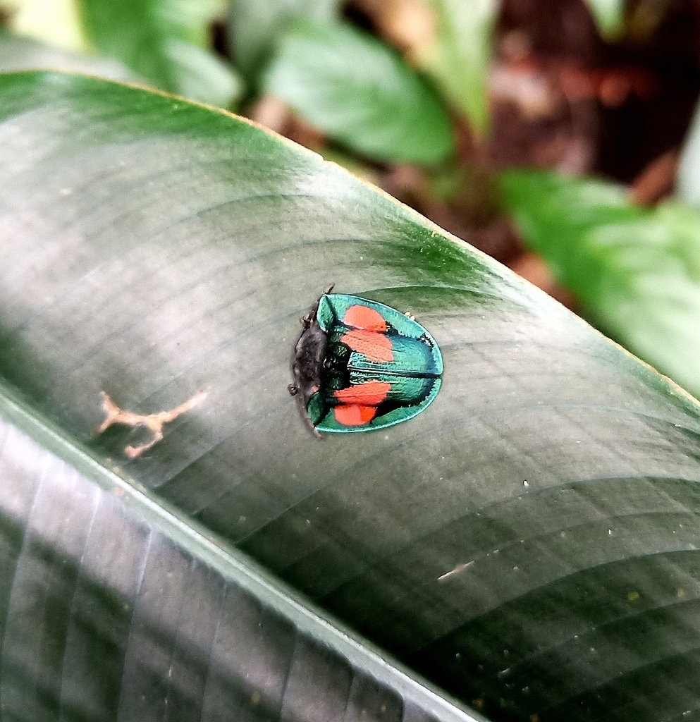 Dorynota biplagiata from Provincia de Veraguas, Panamá on September 17 ...