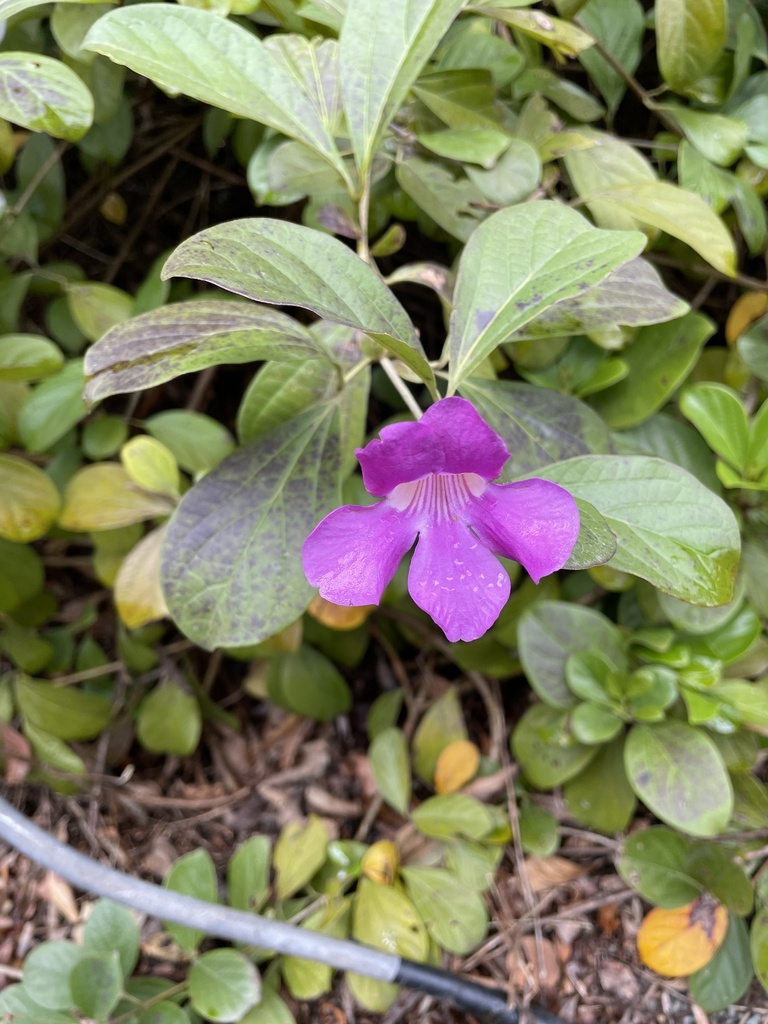 Purple funnel vine in September 2022 by acgc · iNaturalist
