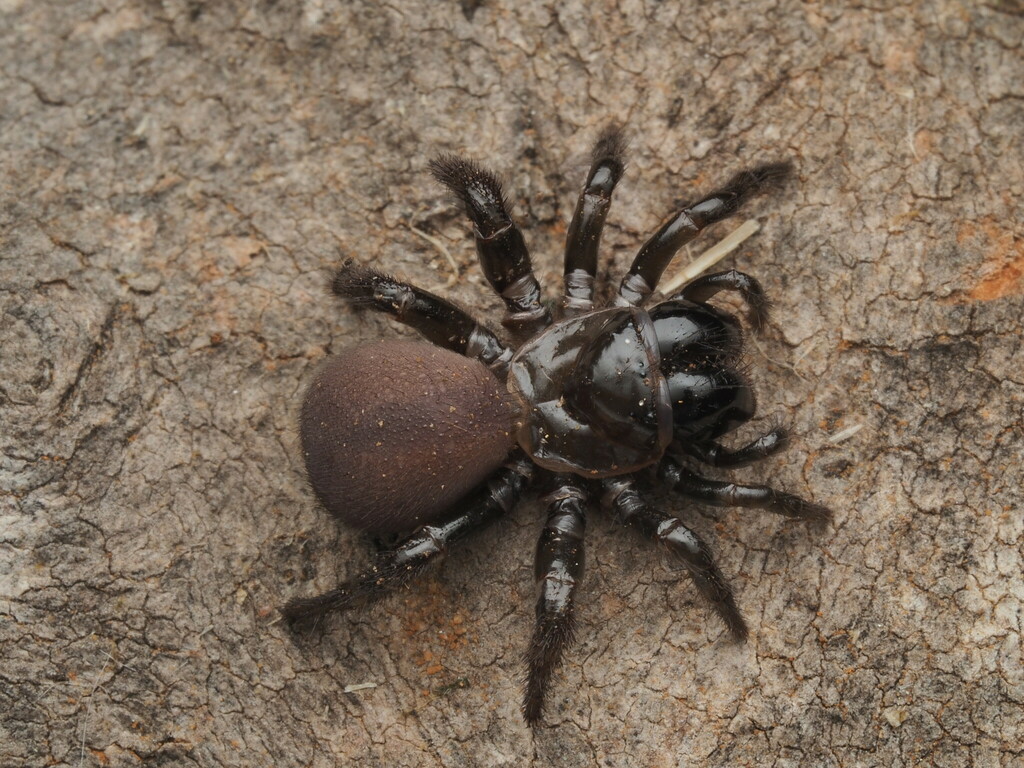 Eastern Mouse Spider from Balmoral Ridge QLD 4552, Australia on ...