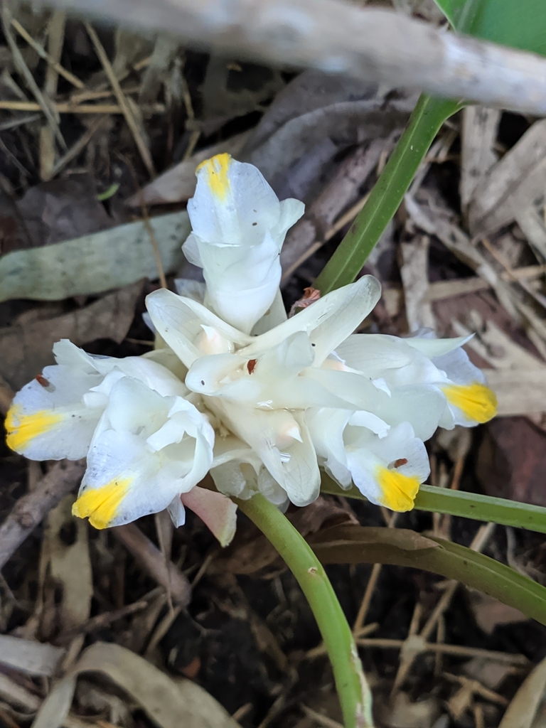 Curcuma singularis from ตำบล บ้านบึง อำเภอบ้านไร่ อุทัยธานี 61140 ...