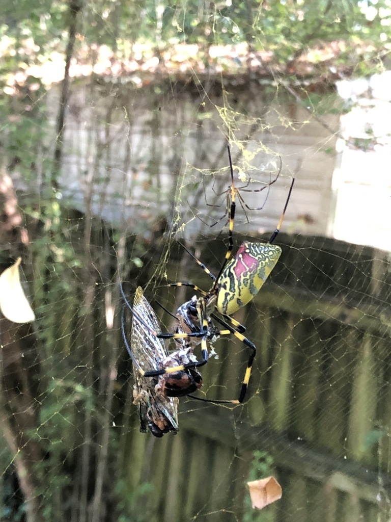 Joro Spider from Moncrief Cir, Decatur, GA, US on September 20, 2022 at ...