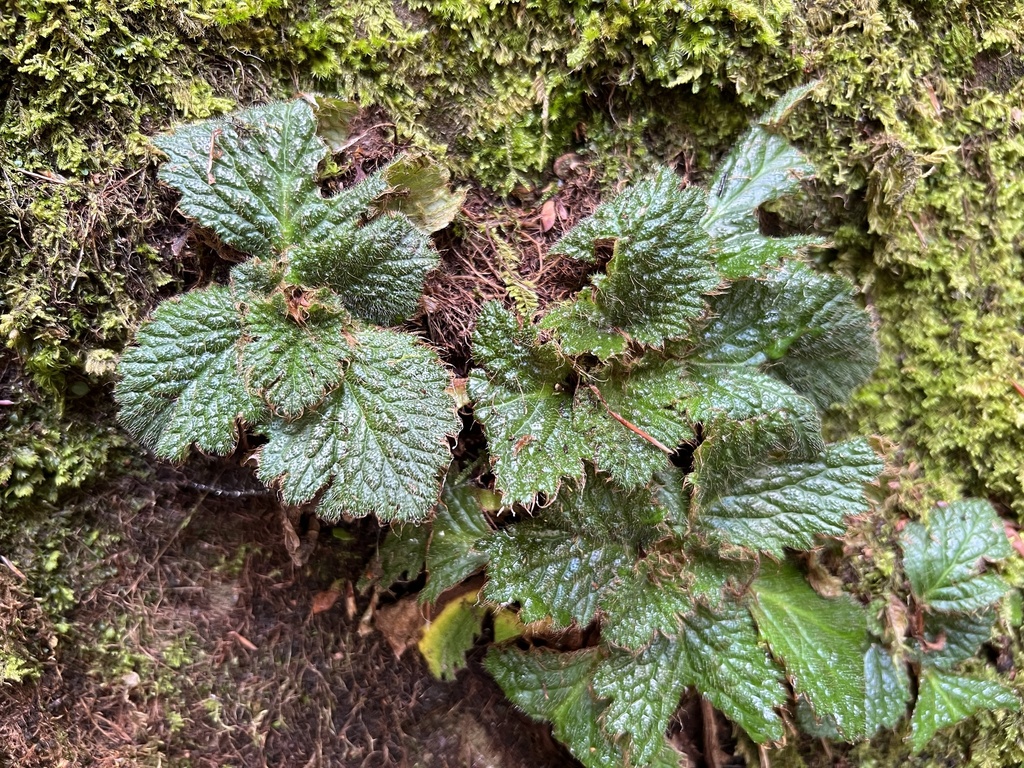Pyrenean Violet from Garrotxa Volcanic Zone Natural Park, Rupit i Pruit ...