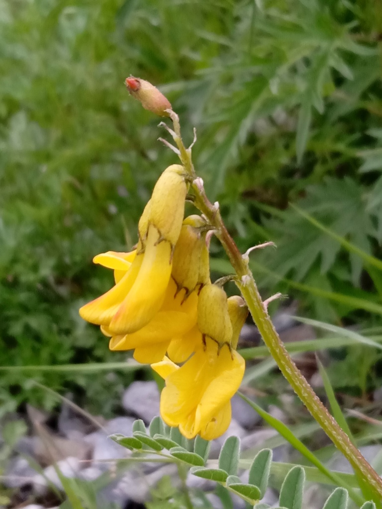 Astragalus mongholicus from Алаг-Эрдэнэ, Монгол Улс on July 11, 2022 at ...