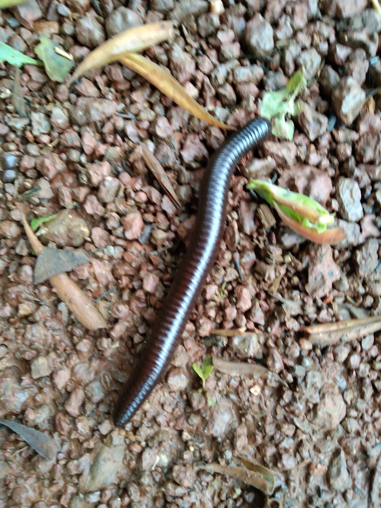Round-backed Millipedes from Narsapur, Telangana 502313, India on July ...