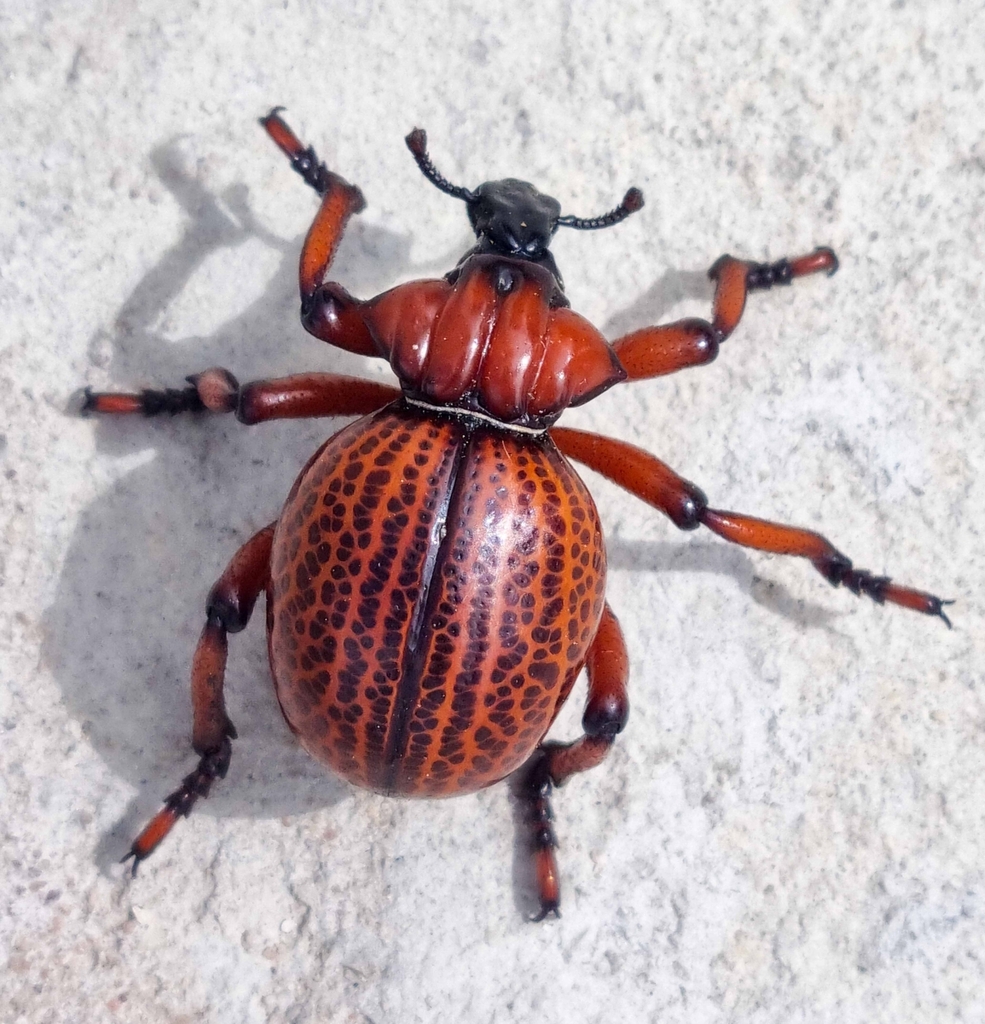Obese Lily Weevil from Hartebeesfontein, Hopefield, 7355, South Africa ...