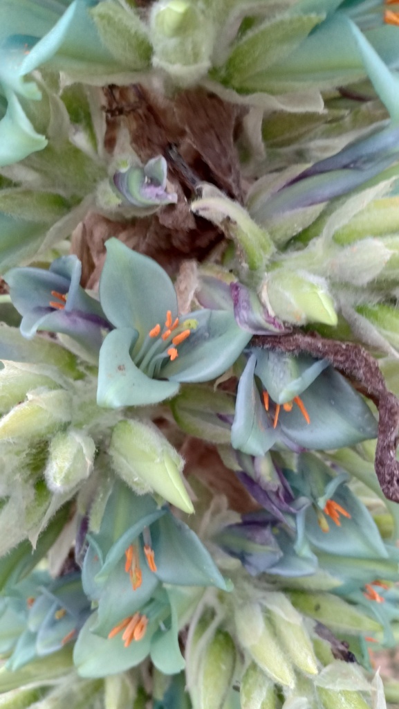 Puya × berteroniana from Choapa, Coquimbo, Chile on September 16, 2022 ...
