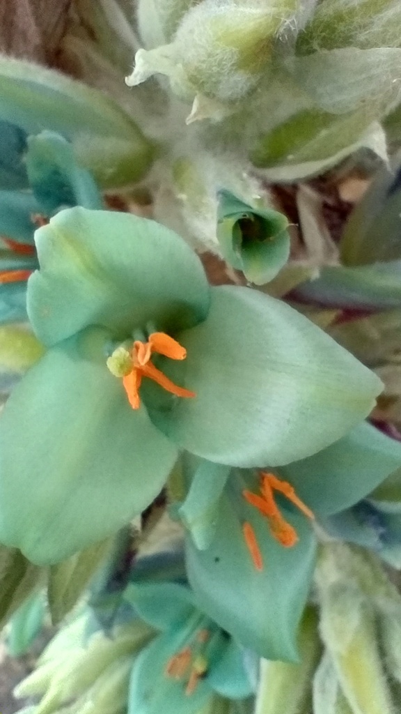Puya × berteroniana from Choapa, Coquimbo, Chile on September 16, 2022 ...