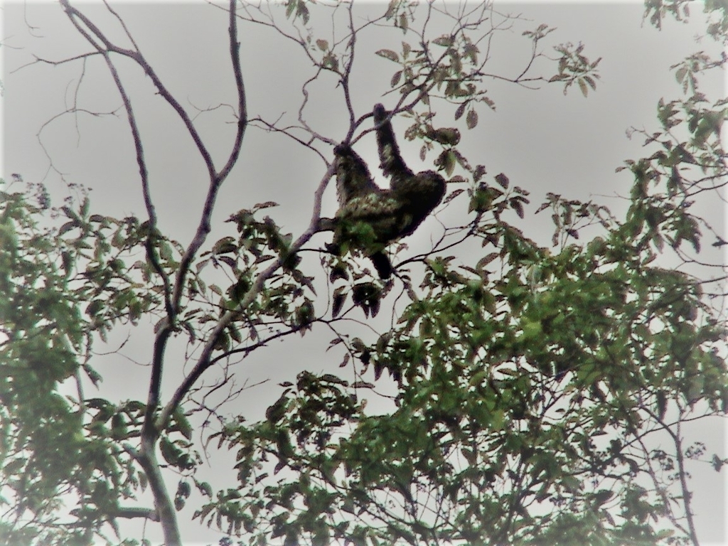 Brown-throated Three-toed Sloth from Kichwa Lodge on January 7, 2007 at ...