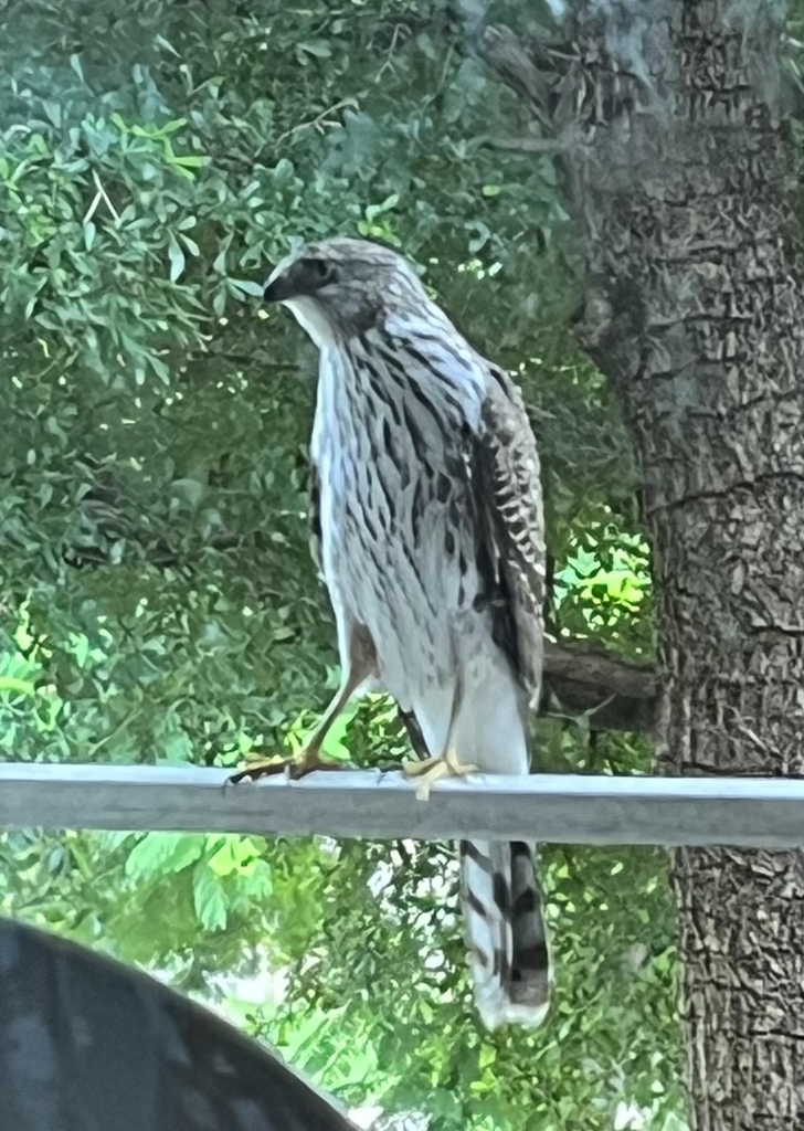 Cooper's Hawk from SW 79 Av@SW 86 St, Kendall, FL 33143, USA on ...