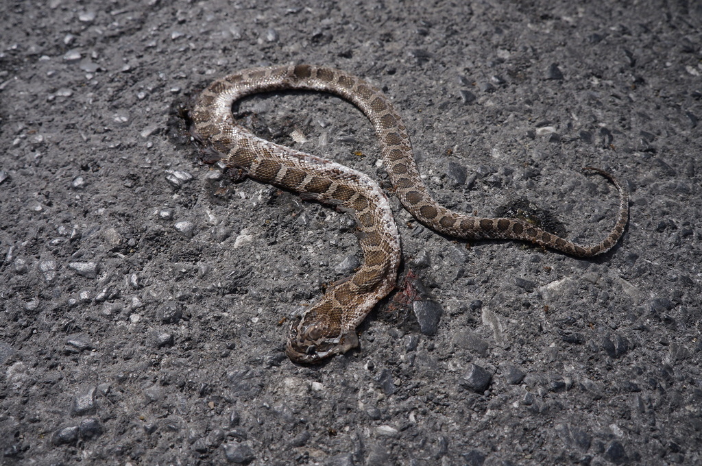 Great Plains Ratsnake from Sin Nombre de Col 1, Monterrey, N.L., México ...