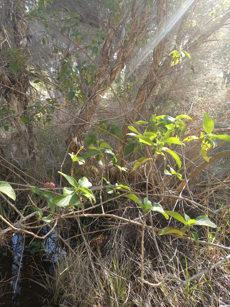 common lantana from Henley Brook WA 6055, Australia on August 23, 2022 ...