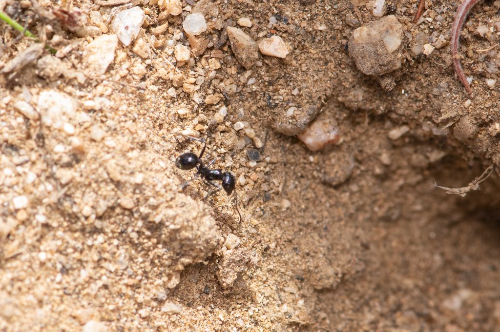 Veromessor pergandei from Los Angeles County, CA, USA on September 20 ...
