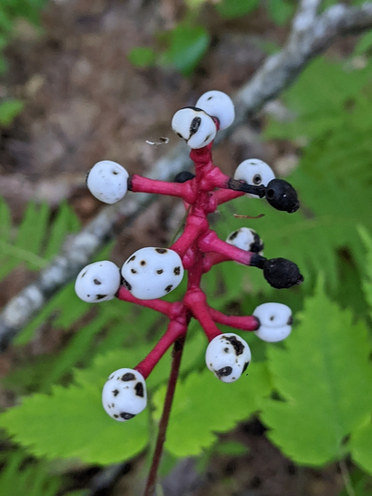 white baneberry from Freeport, ME 04032, USA on September 15, 2022 at ...