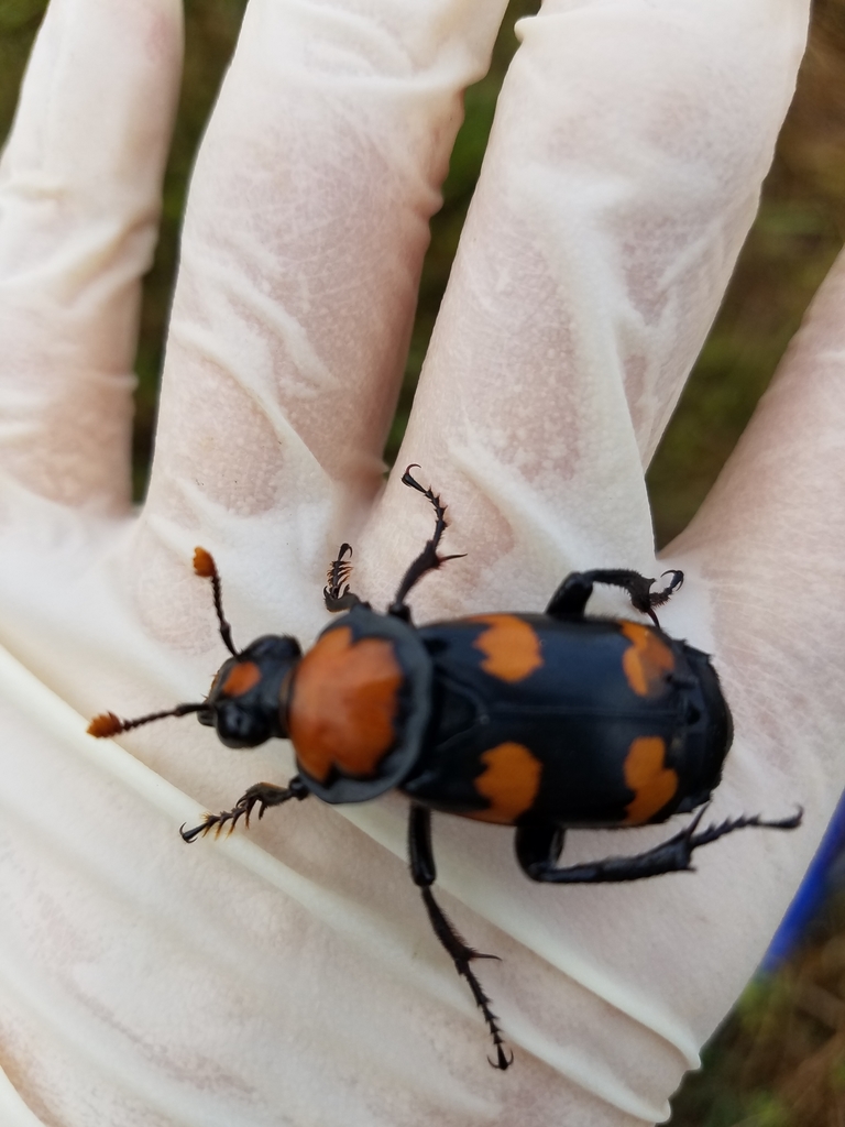 American Burying Beetle in August 2018 by Becca Freant · iNaturalist
