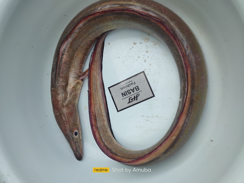 Common Pike-conger from 中国 浙江省宁波市象山县 南沙 on September 17, 2022 at 08:51 ...