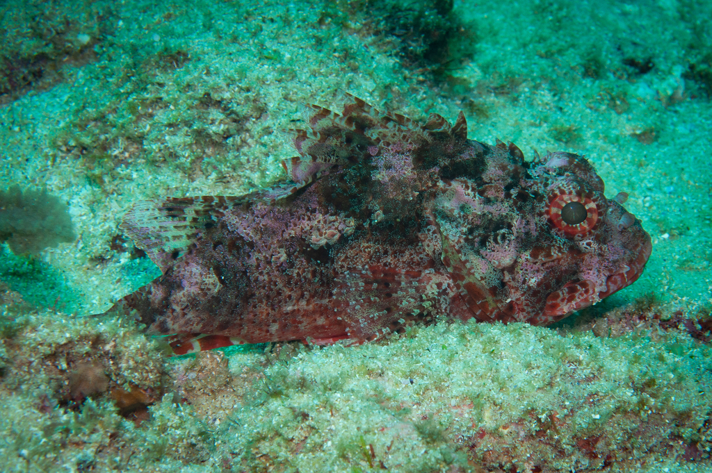 Eastern Red Scorpionfish from Flinders Reef, Australia on August 20 ...