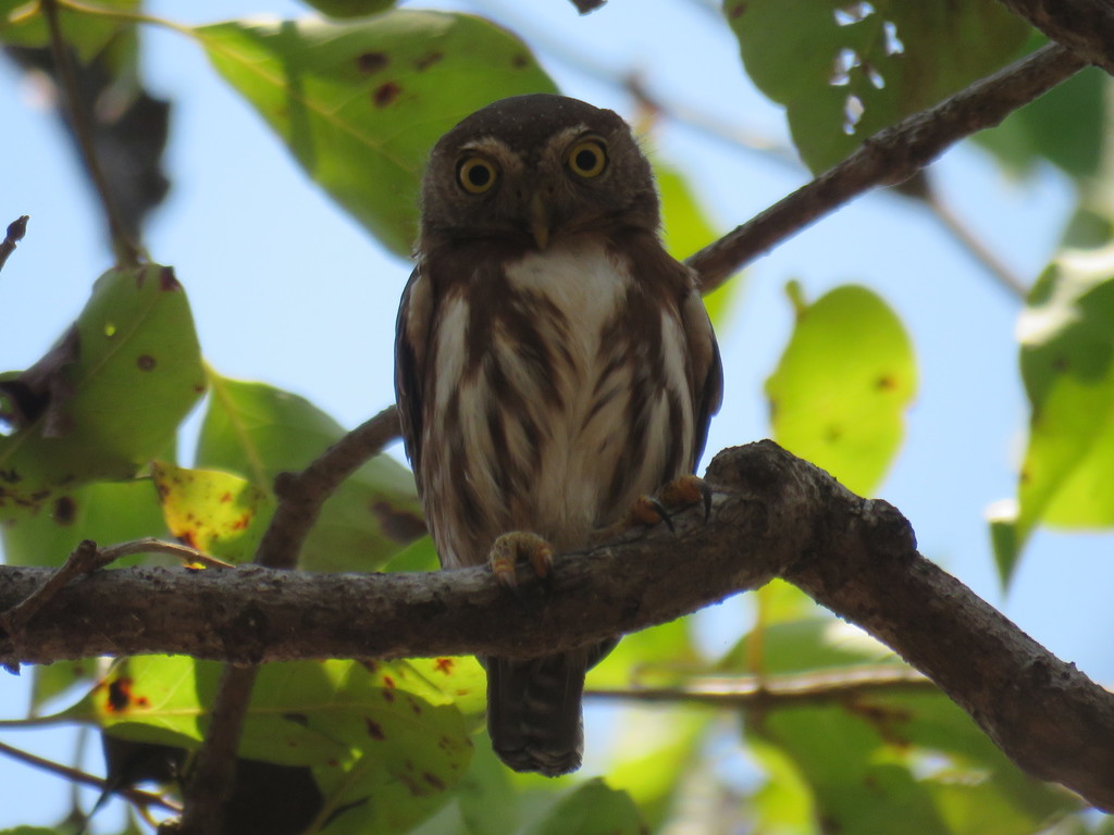 Colima Pygmy-Owl from Guerrero, MX on April 25, 2015 at 01:05 PM by ...