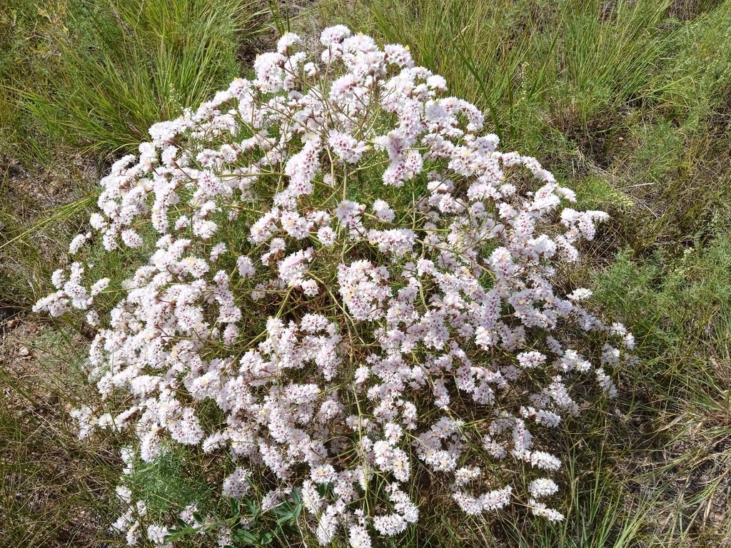 bicolored sea lavender (Limonium bicolor) - Botanical Realm