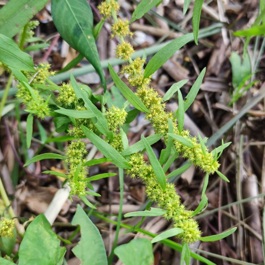 Golden Dock from Lietuva on September 21, 2022 at 04:44 PM by Antanas ...