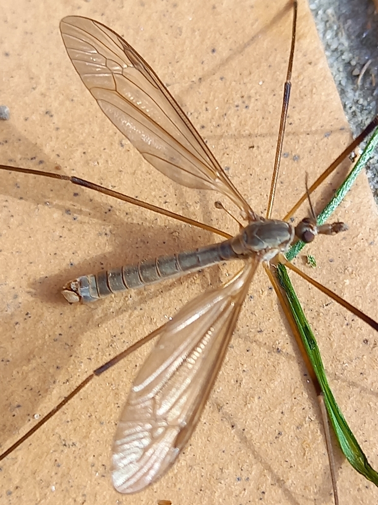 European Crane Fly from Rue Froide, 62232 Hinges, France on September ...