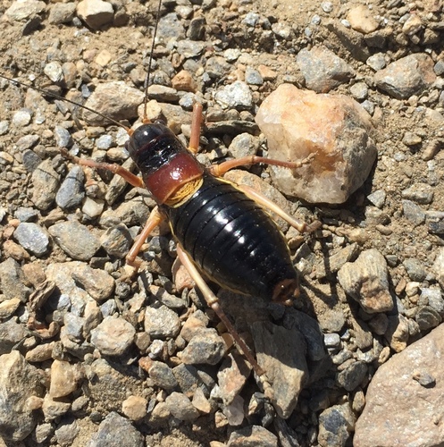 Baetica ustulata · iNaturalist