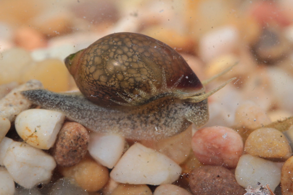Acute Bladder Snail from Erie County, PA, USA on September 13, 2022 at ...