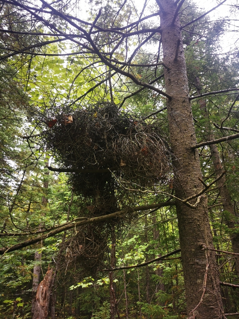 fir broom rust from Bois-Blanc, NB E8R 1Y4, Canada on September 21 ...