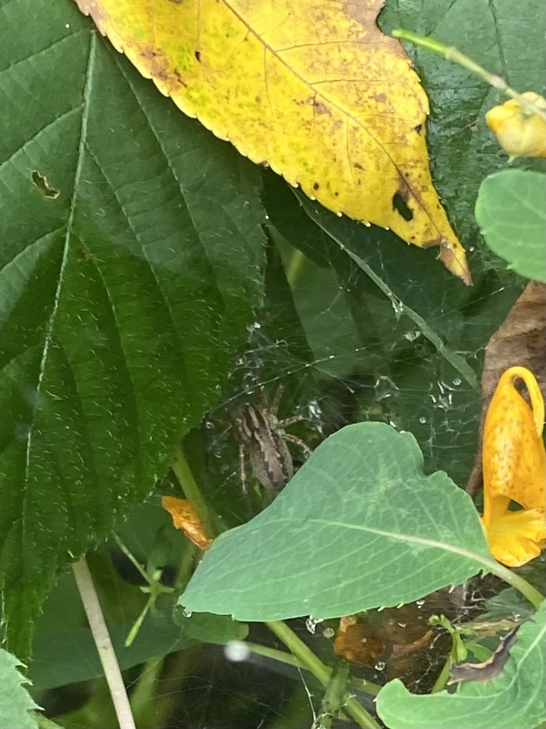 Grass Spiders from Freer Field, Ashland, OH, US on September 21, 2022 ...