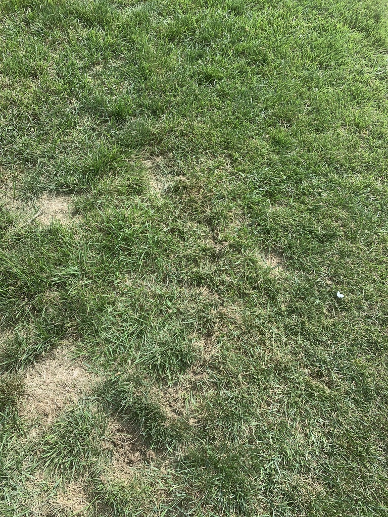 Smooth Meadow-grass from S 55th Ave, Cicero, IL, US on September 21 ...