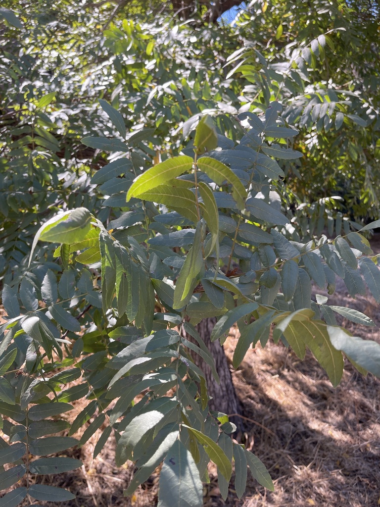 Southern California Walnut from Lower Arroyo Park Area, Pasadena, CA ...
