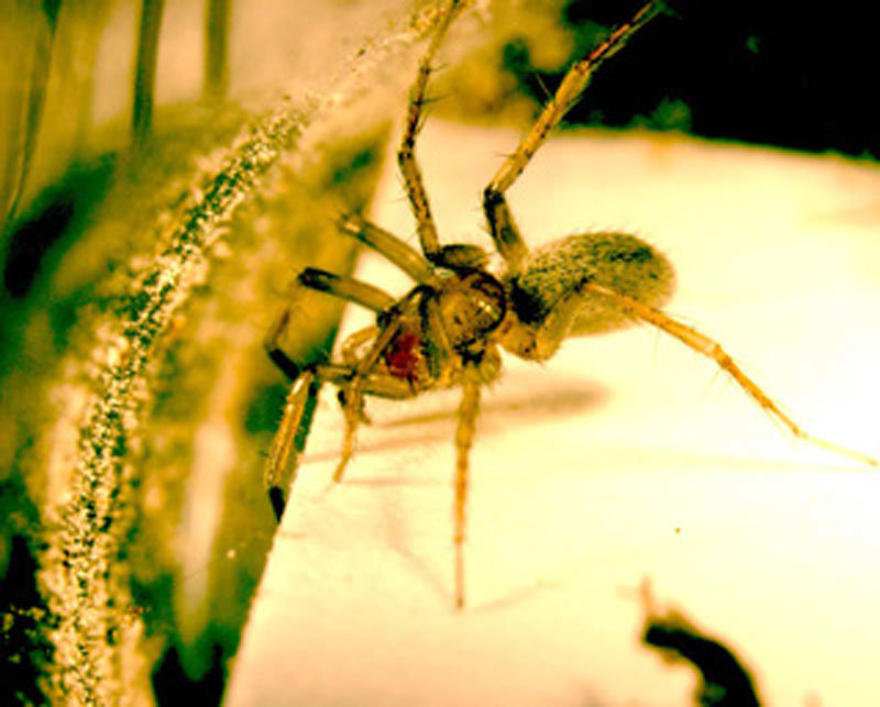 Saltonia incerta from Laguna Salada, Baja California, Mexico on April ...