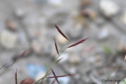 Navajita roja (Bouteloua trifida)