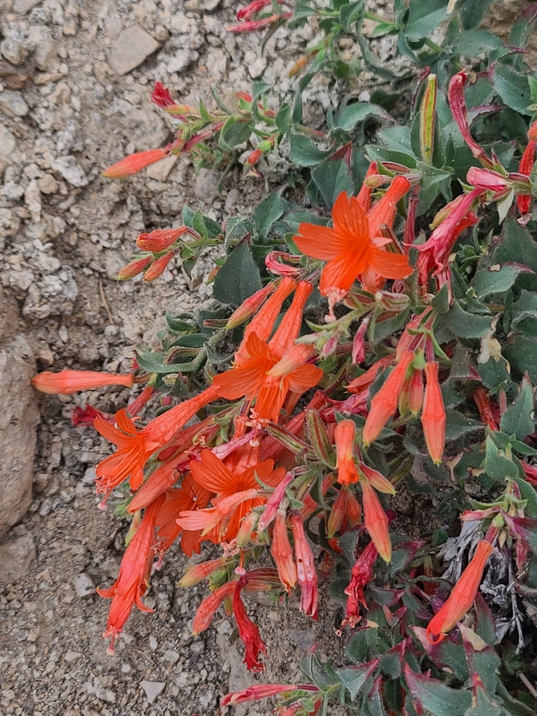 California fuchsia from Independence, CA 93526, USA on August 25, 2022 ...