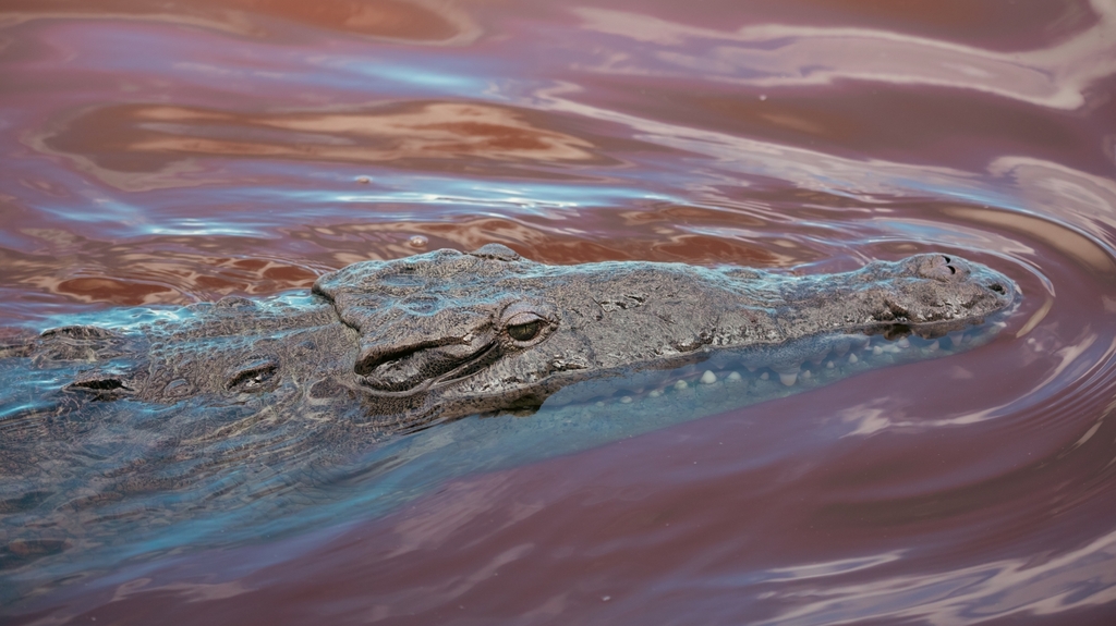 American Crocodile in August 2022 by Jesus M. Rouco · iNaturalist