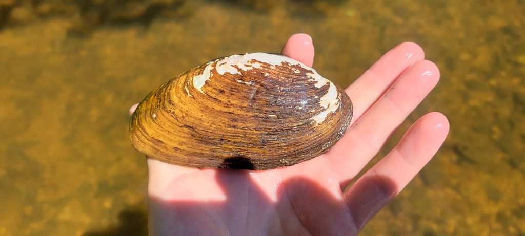 Ouachita Kidneyshell from Wayne County, MO, USA on September 20, 2022 ...