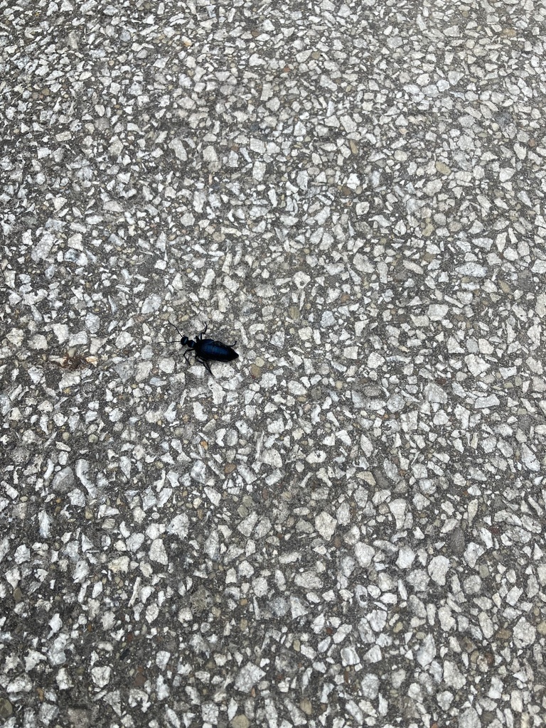 Oil Beetles from Middlefield, OH, US on September 21, 2022 at 02:44 PM ...