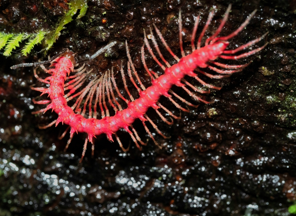 Pink Dragon Millipede