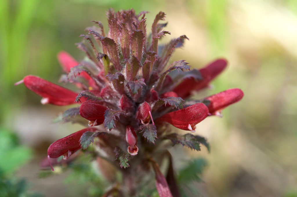 Pedicularis densiflora densiflora from Rockville, California, United ...
